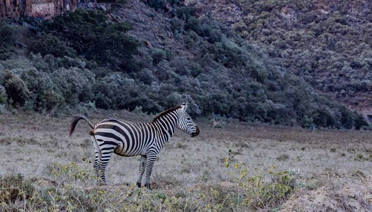 Hunting vs. Poaching: Understanding the Differences | Get the Facts