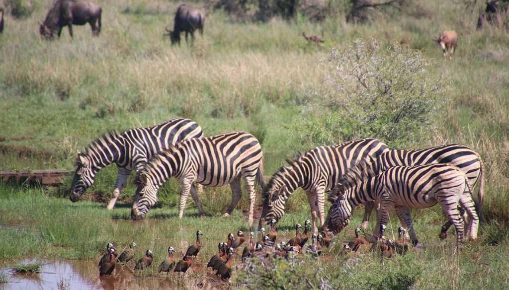 Hunting vs. Poaching: Understanding the Differences | Get the Facts