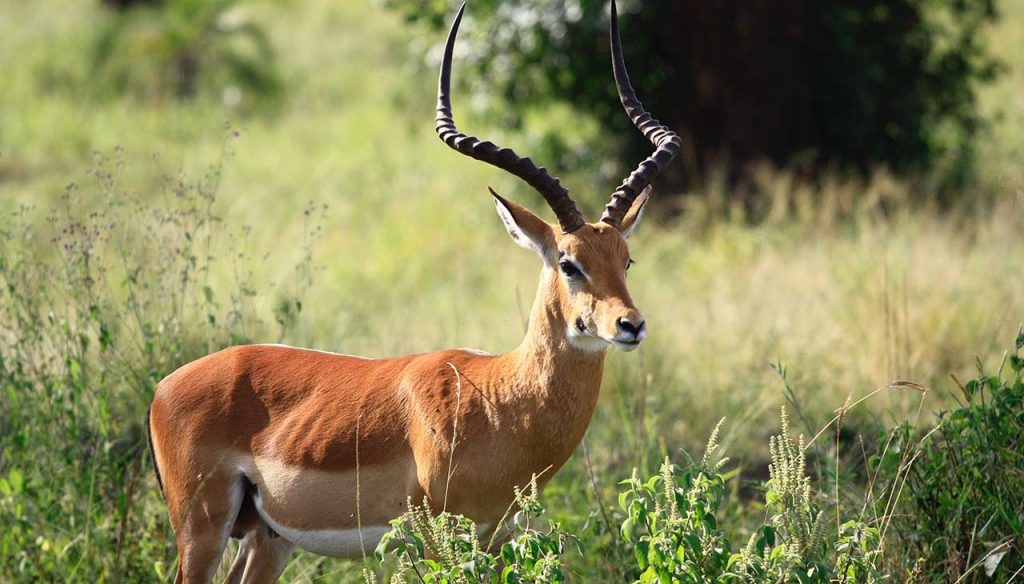 Big Game Hunting: A Beginner's Complete Guide