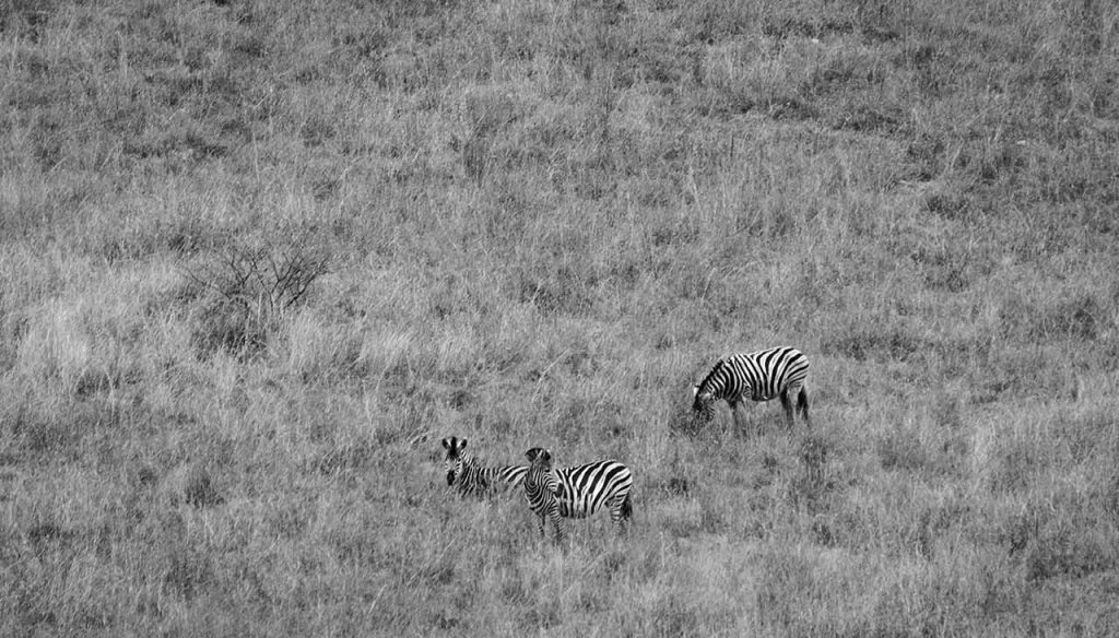 Hunting vs. Poaching: Understanding the Differences | Get the Facts