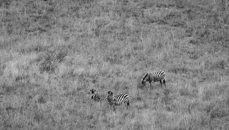 Hunting vs. Poaching: Understanding the Differences | Get the Facts